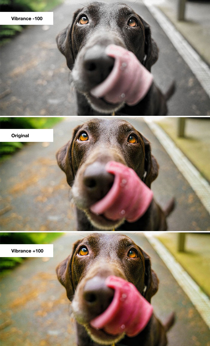 Vibrance چیست و چه تفاوتی با Saturation دارد؟ - نورنگار